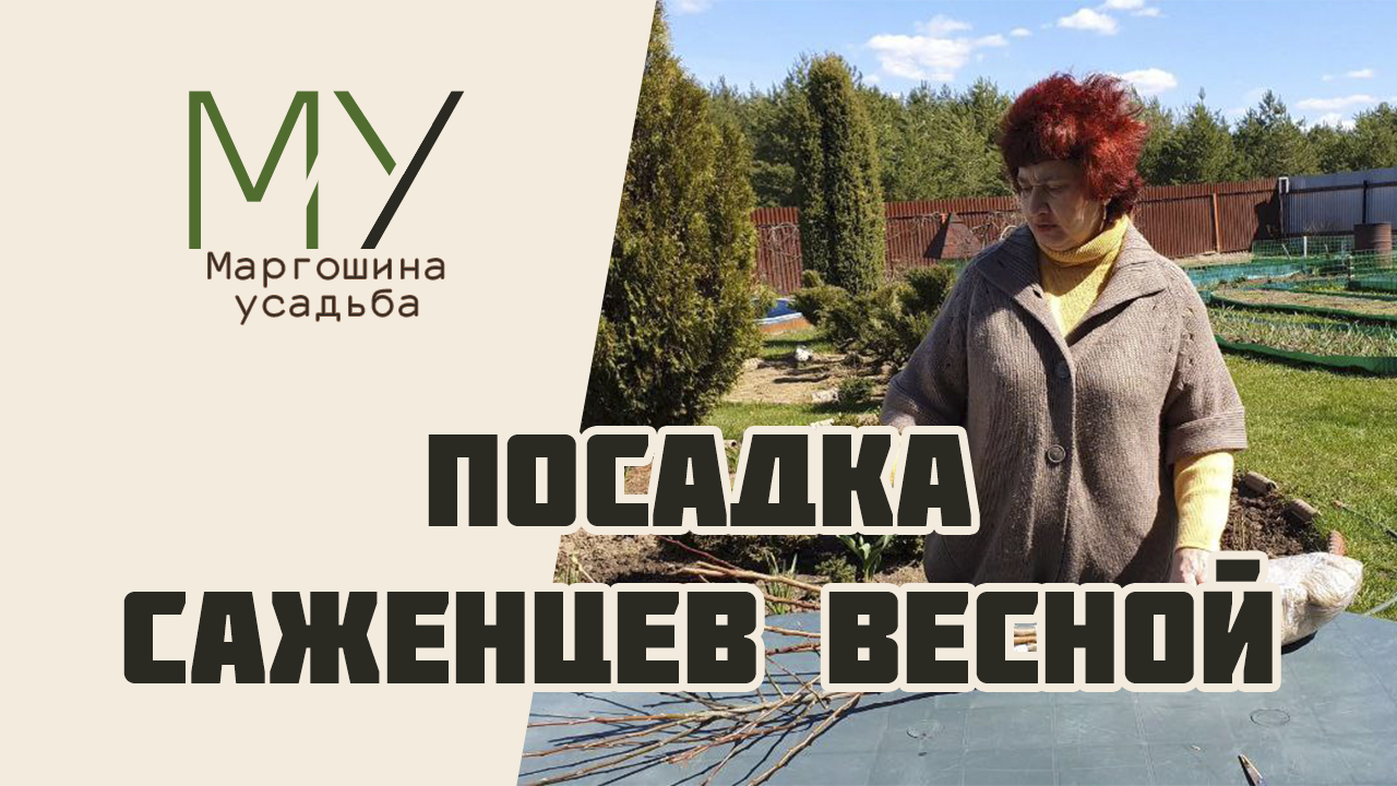 Посадка саженцев яблони, черешни, абрикоса и малины весной