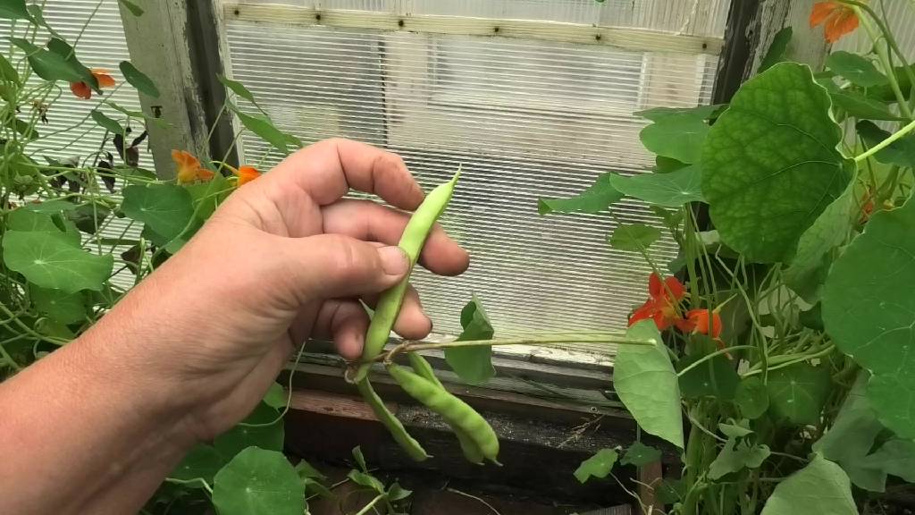 19-20 08 2023г спаржевая фасоль-вигна