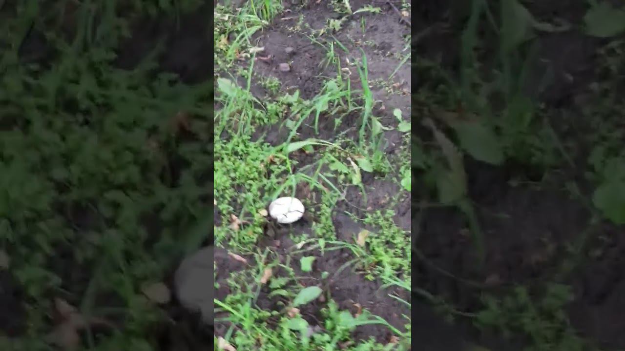 Море грибов на питерских газонах!