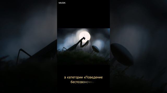 Победители конкурса World Nature Photography Awards 2024 #5