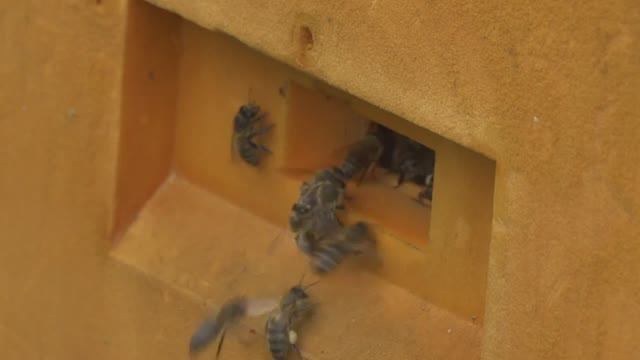 Работа пчёл 08.06.2021 - отцвели сады, но пошла малина, ежевика и разнотравье