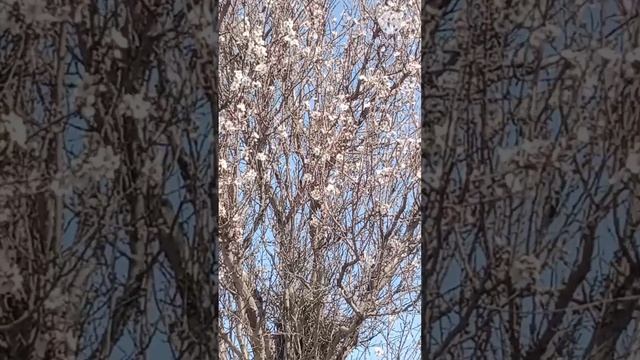 Дикий миндаль. Зацвёл первым#Shorts