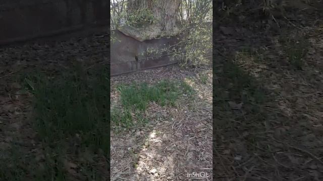 ПроНеобычное.Дерево сожравшее забор.mp4