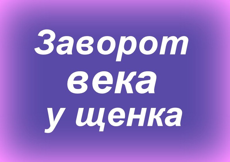 Заворот века у щенка Алабая.
