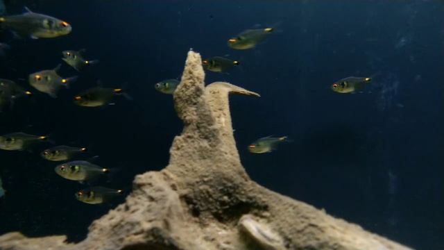 Hemigrammus ocellifer.mp4