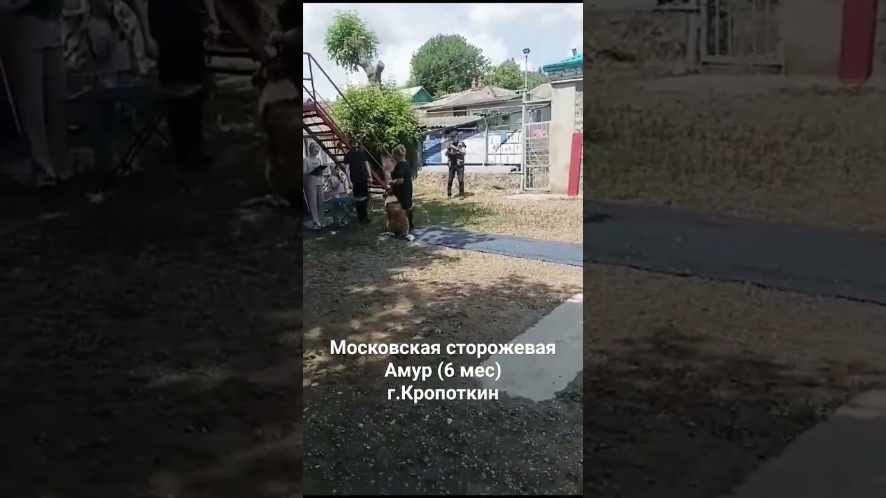 Амуру полгода. 12 мая 2024 г.