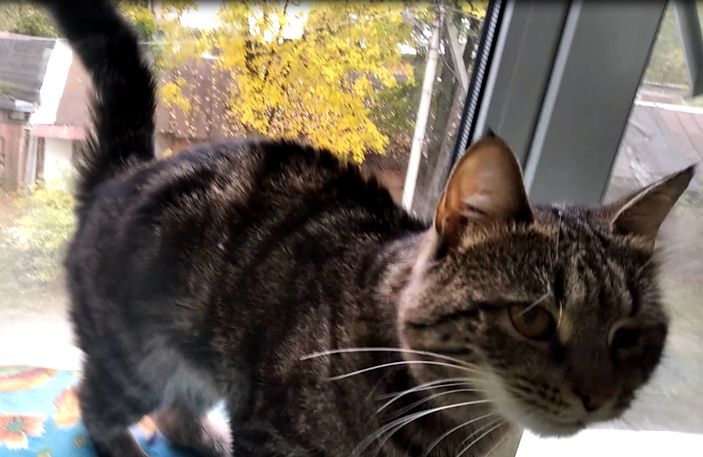 Лила. 2 урок! Команда: "сидеть".