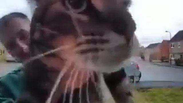 maow