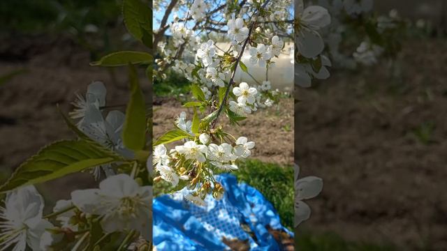 Мой сад 30.04.2024