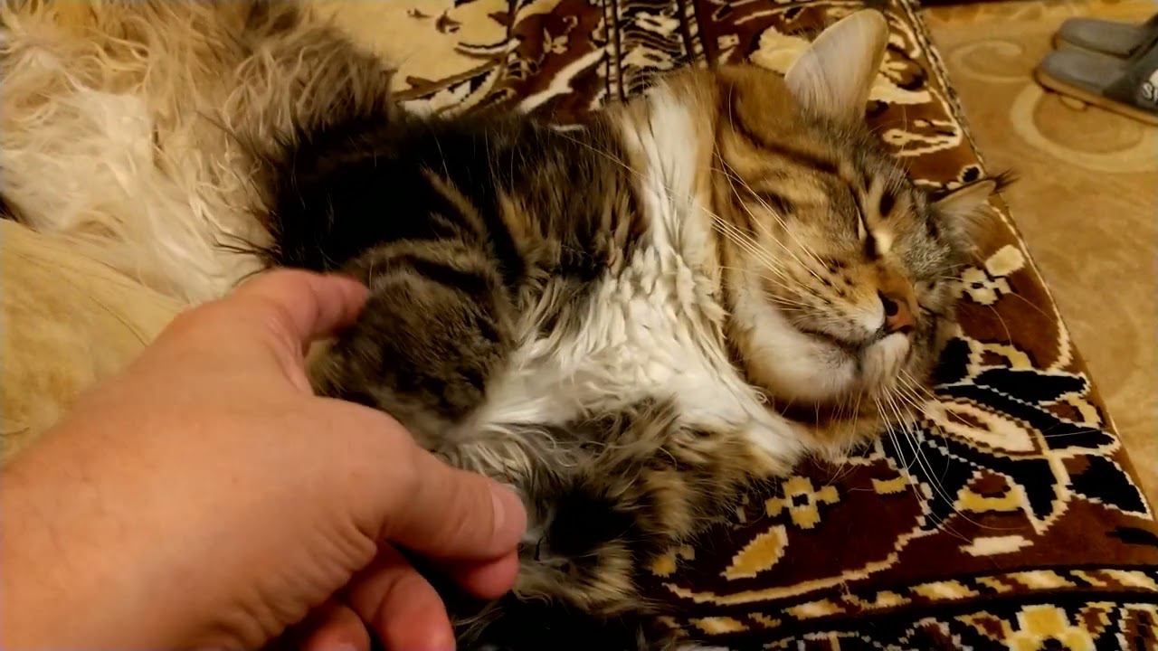 Не будите котика