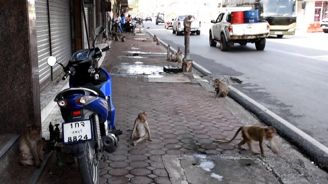 Лопбури – зачем блогеры и путеводители обманывают туристов про город обезьян