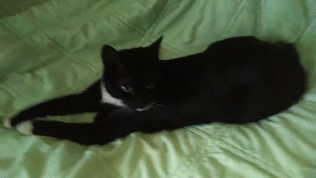 Кот Сима отдыхает.mkv