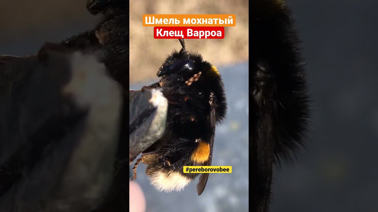 Шмель разносит клеща по пасекам #pereborovobee #пчеловодство #улей #honey #шмель #varroa #beekeeping