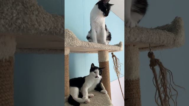 Помогли приюту для бездомных кошек "Новый дом"| #помощь #благоедело #стрим #just_svyat #кот #twitch