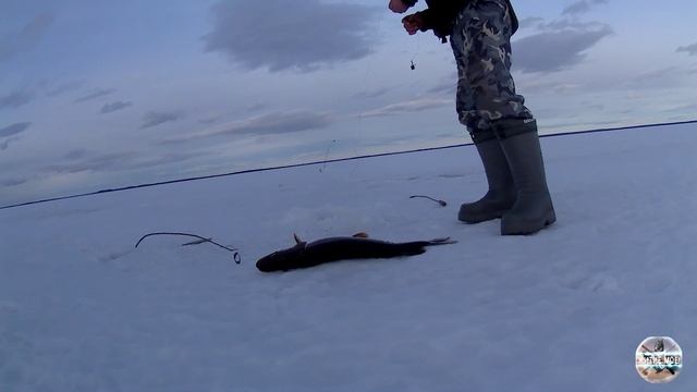 Зимняя рыбалка. Ловлю щуку и судака в подводном лесу дедовским методом