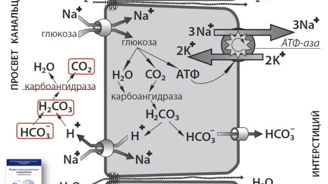 Диуретики-физиология (Почки 8) Горячев А С