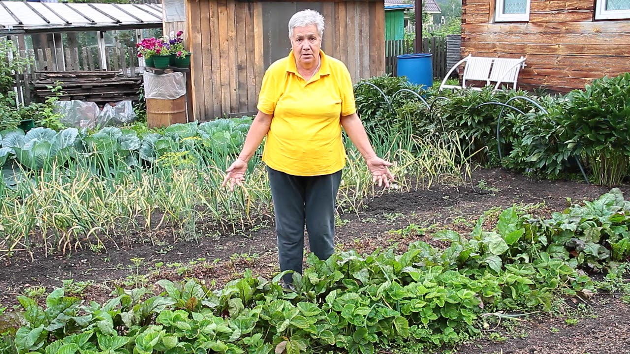 Витаминная заправка для огурцов. Наращиваем завязь и увеличиваем урожай зеленцев.