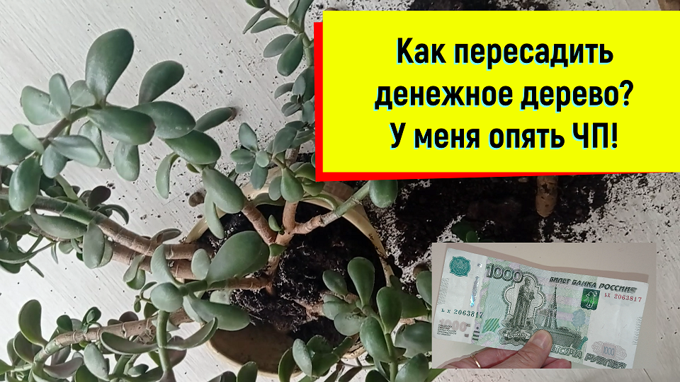 КАК ПЕРЕСАДИТЬ ДЕНЕЖНОЕ ДЕРЕВО?У МЕНЯ ОПЯТЬ ЧП!#денежноедерево#толстянка#толстянкаденежное#деревотол
