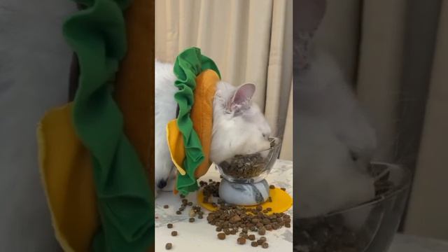 ты не ты когда голоден