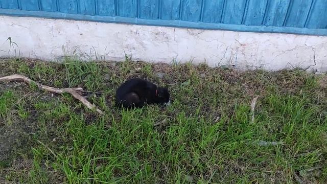 Для чего нужен кот в деревне?