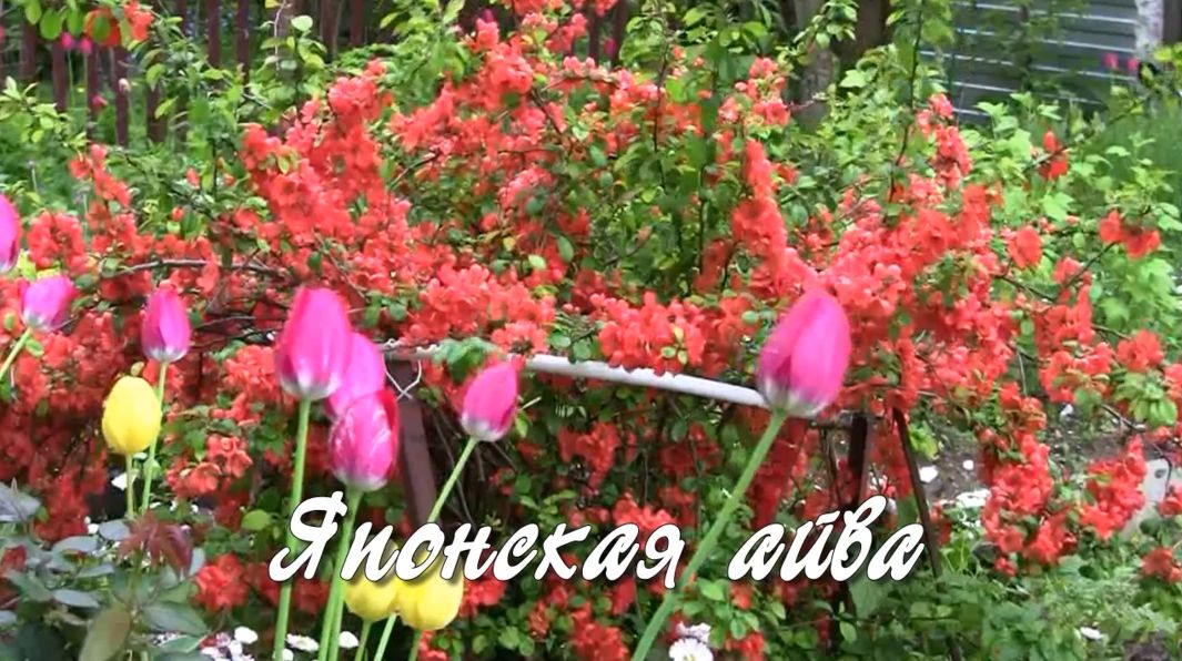 Японская айва. Дачные картинки 2022.mp4