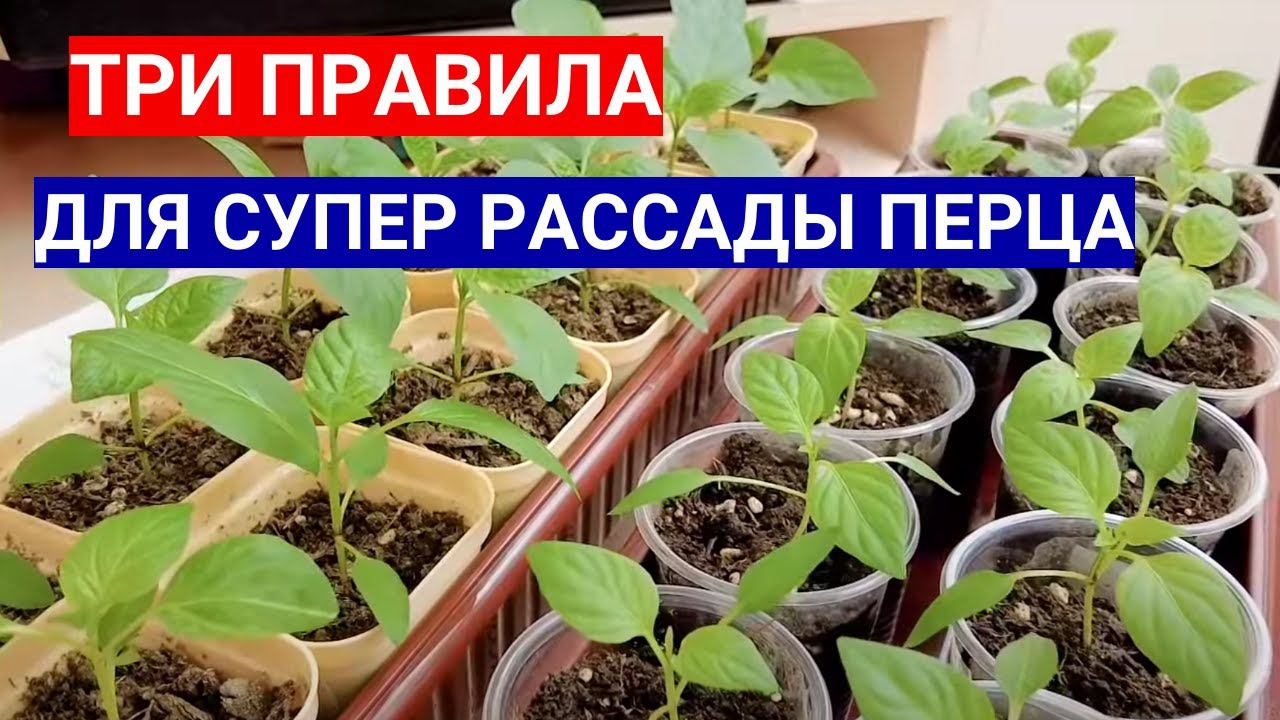 ТРИ ЗОЛОТЫХ ПРАВИЛА ВЫРАЩИВАНИЯ РАССАДЫ ПЕРЦА ДОМА