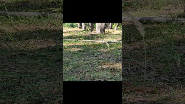 Опять за молиной , решили нарвать на вино