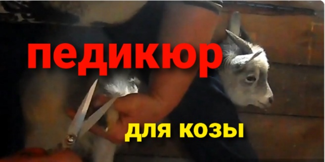 Педикюр для козы.