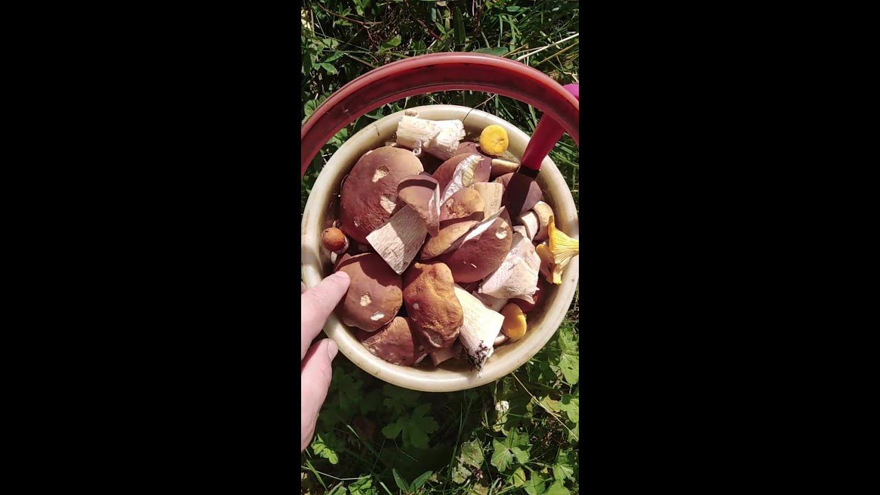 Ходили по грибочки!