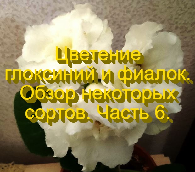 Цветение глоксиний и фиалок. Обзор некоторых сортов. Часть 6.