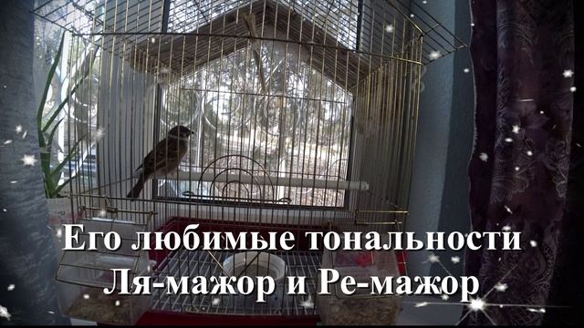 Чик Берри чирикает "Рок-эн-ролл"