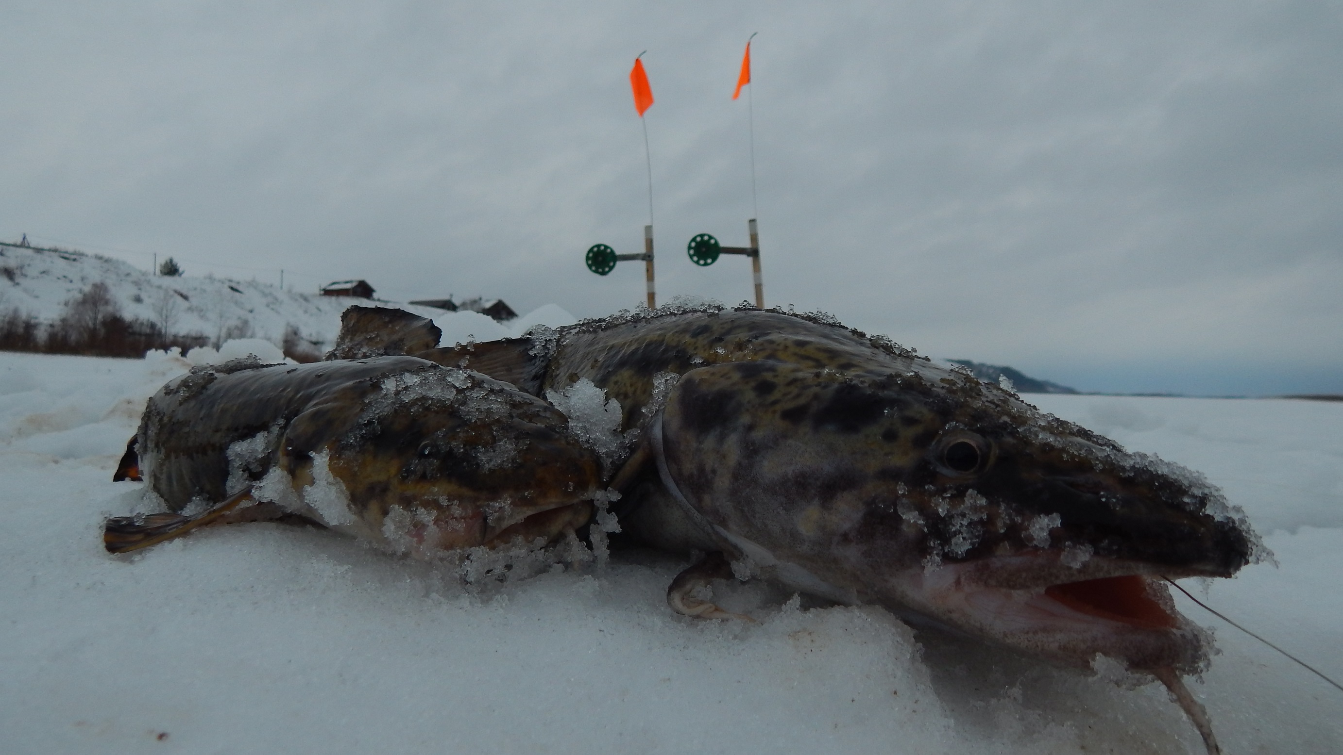Почти три килограмма счастья) Открытие сезона Зимней рыбалки. Налим на жерлицы.