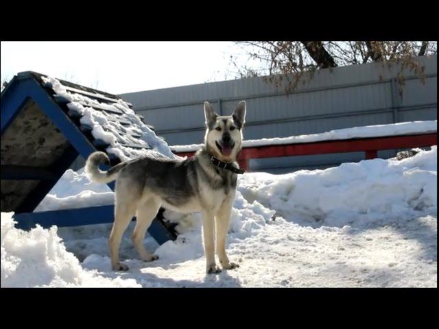 ЗООГОСТИНИЦА В НОВОСИБИРСКЕ «ТЕРРИТОРИЯ ЖИВОТНЫХ» Лада приехала на передержку.