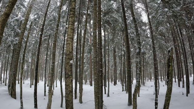 Санкт-Петербург Лес Зима Снег Парк Сергеевка 8 03 2023