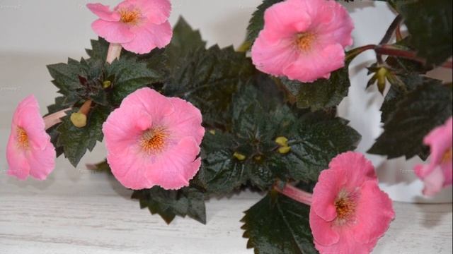 Ахименес. Подарите себе настроение