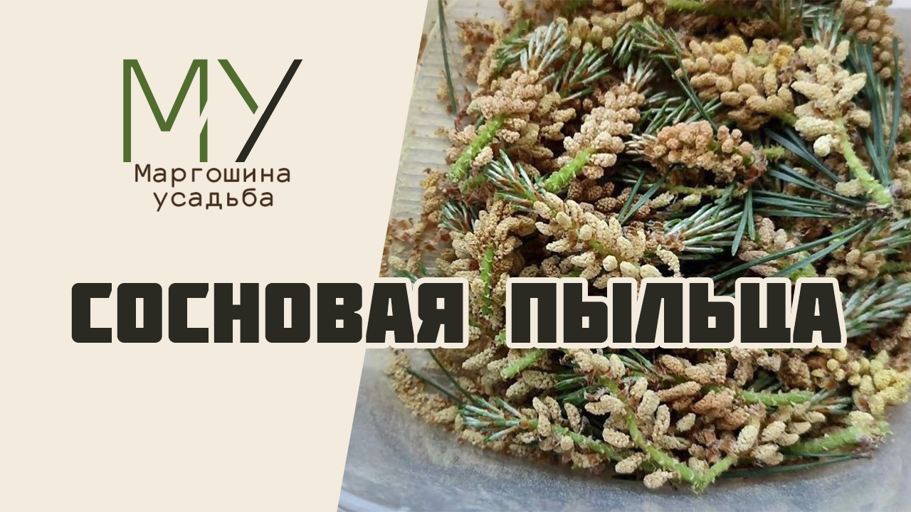 Собираем сосновую пыльцу. Полезные свойства