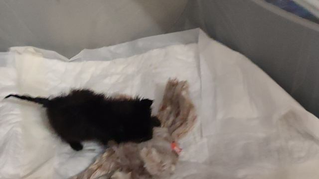 Люцик 1й раз осознанно играет с пауканом