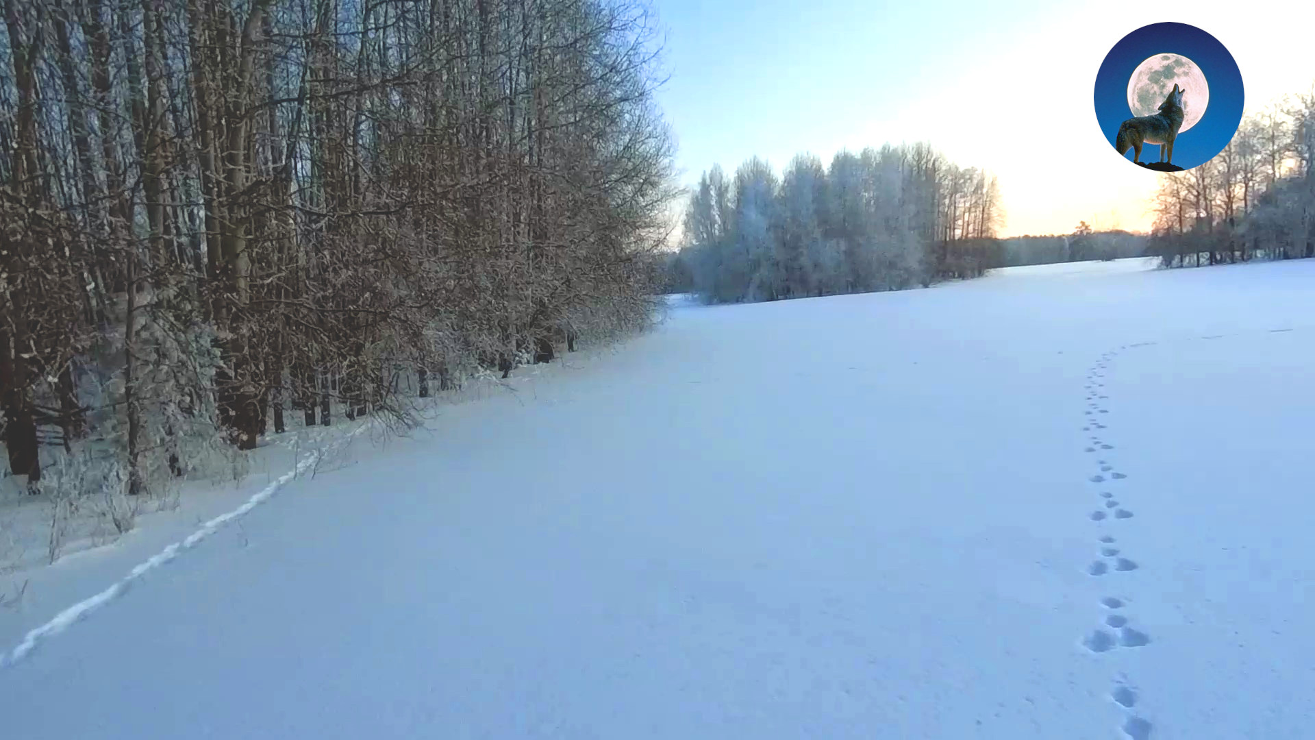 ОХОТА НА ЗАЙЦА * ЗВЕРОБОЙСКИЙ СТАНДАРТ