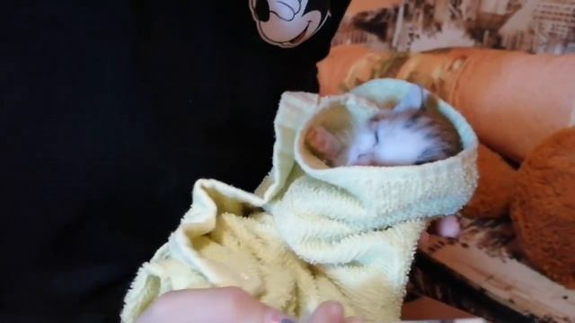 ПОЯВЛЕНИЕ БАРСИКА В НАШЕЙ СЕМЬЕ