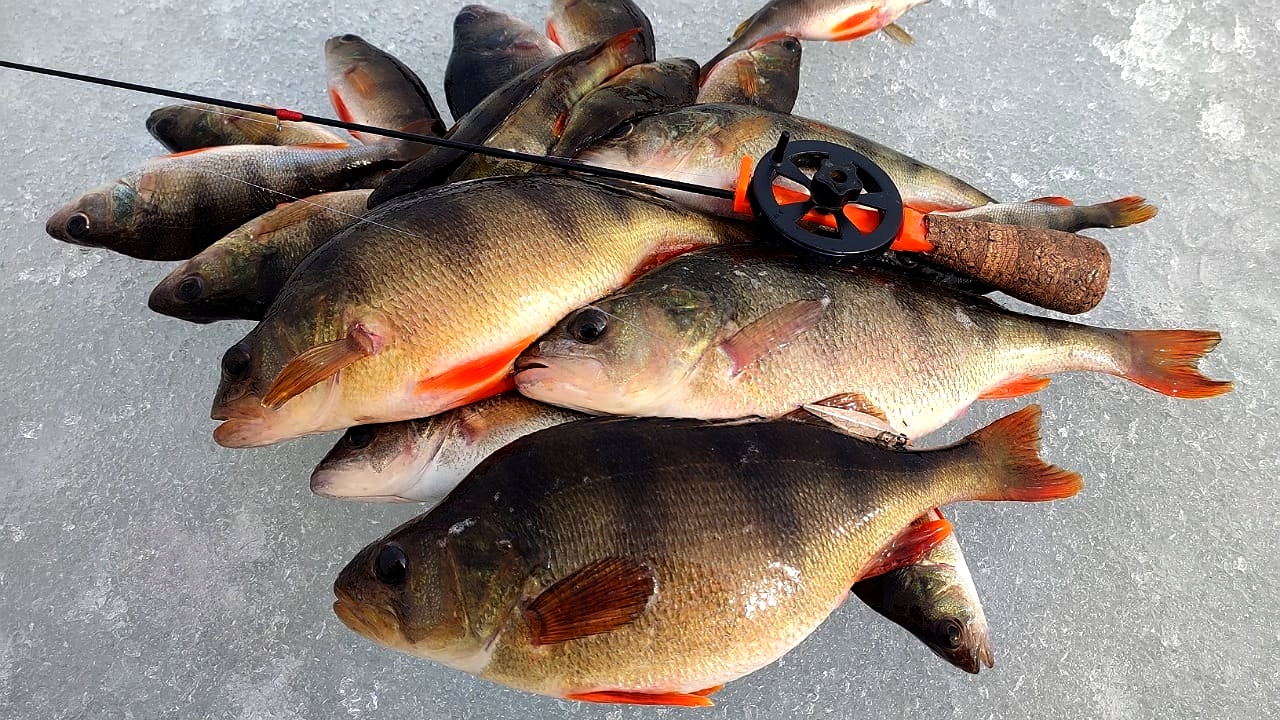 Попали на раздачу горбачей!!! Рыбалка по последнему льду 2024