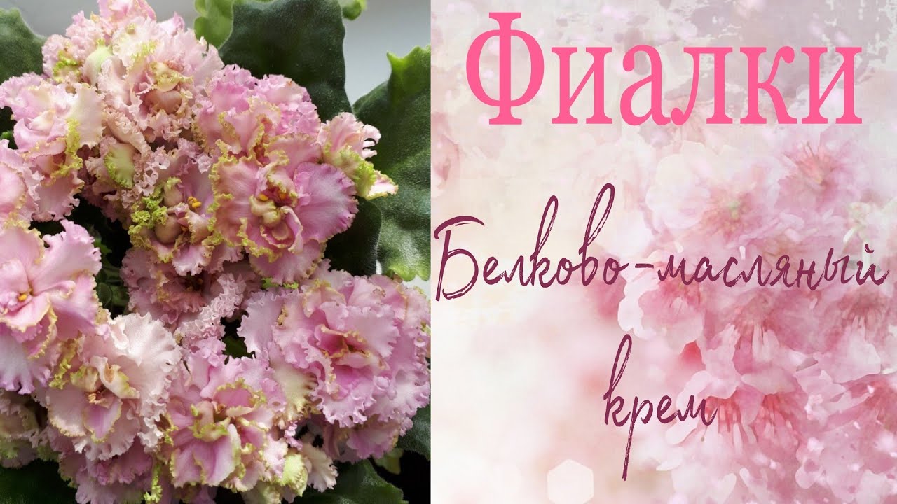 Кремовые цветы. Фиалки. Белково-масляный крем.
