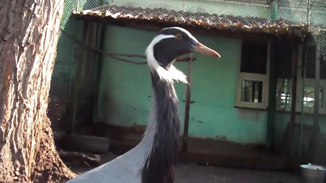 Журавль красавка - малый журавль