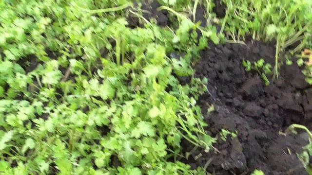 Прорастает ли до снега чеснок, высаженный в начале сентября (полная версия)