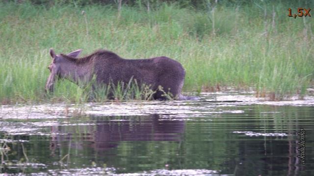 У ОЗЕРА И НА РЕКЕ.