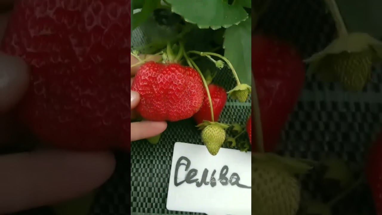 Сорт клубники Сельва.
