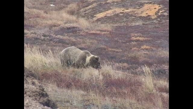 Михайло Потапыч Топтыгин