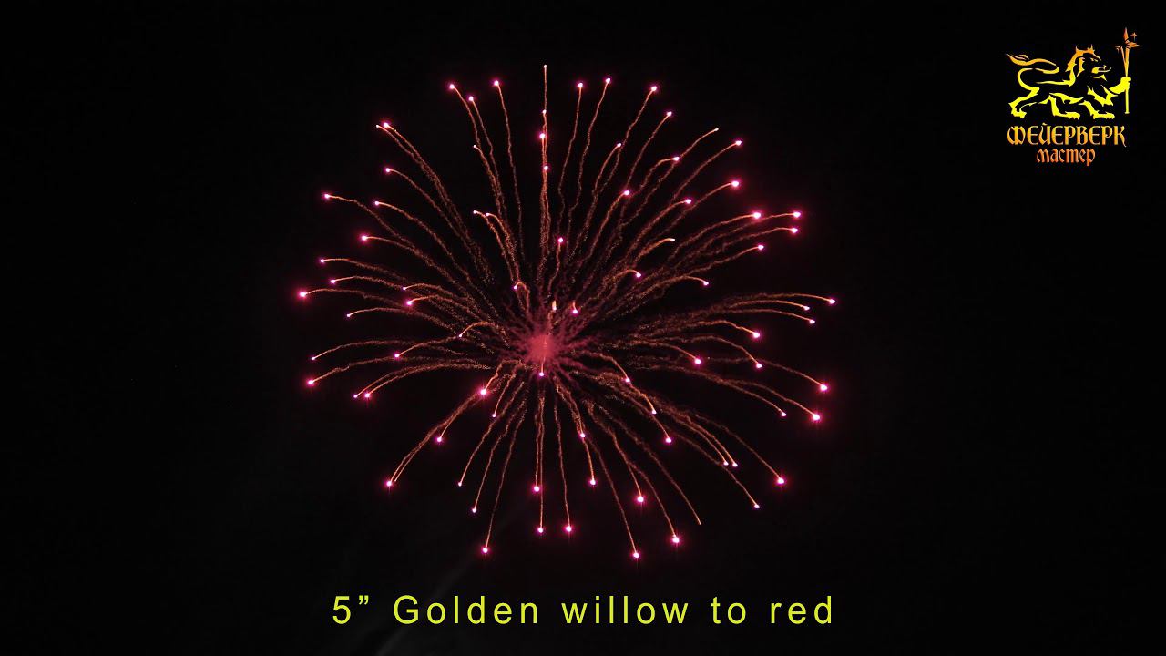 5" Golden willow to red