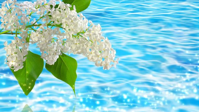 Футаж. Ветка над водой 6