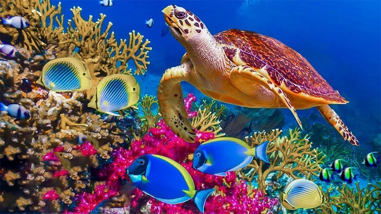 Подводные чудеса - Расслабляющая музыка и красивые виды Full HD
