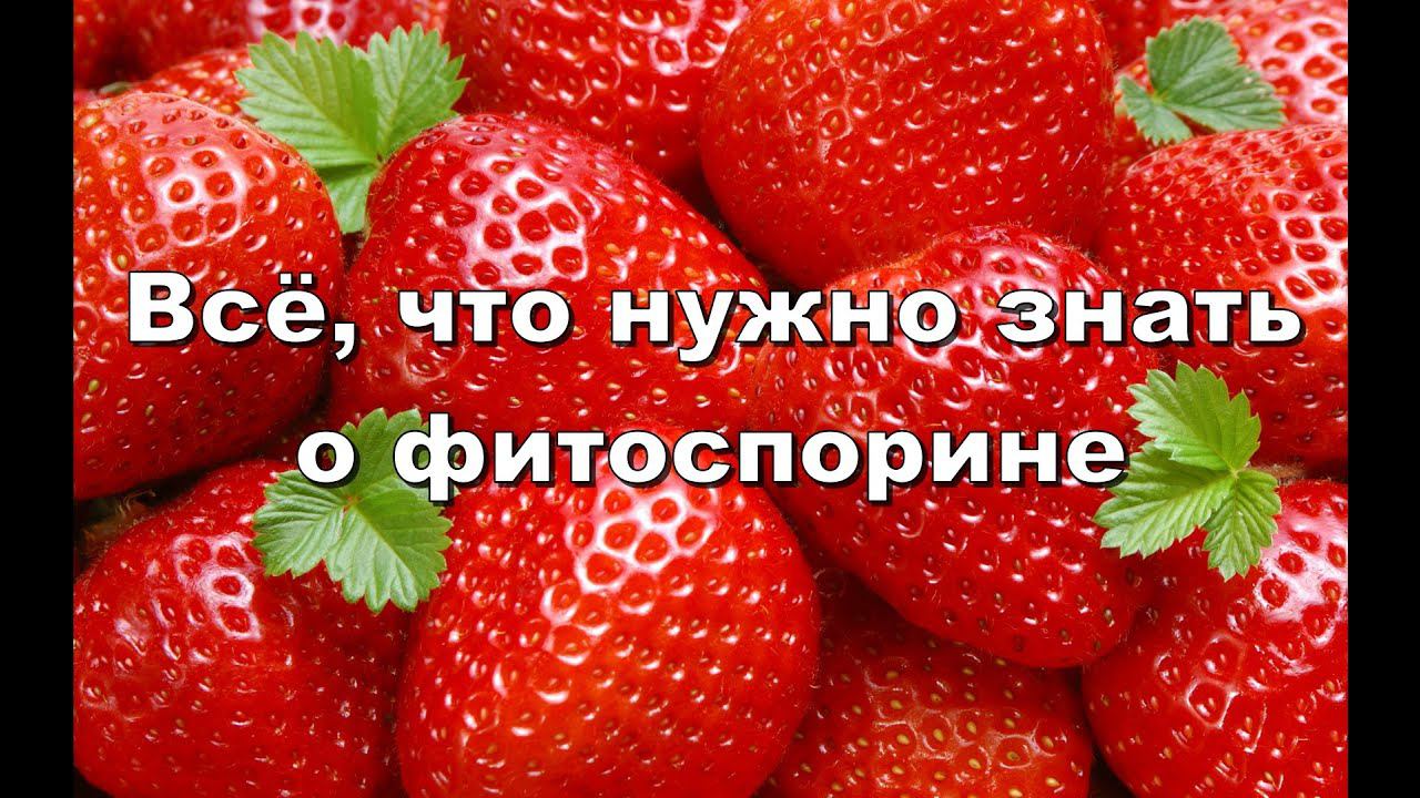 ВСЁ, ЧТО НУЖНО ЗНАТЬ О ФИТОСПОРИНЕ